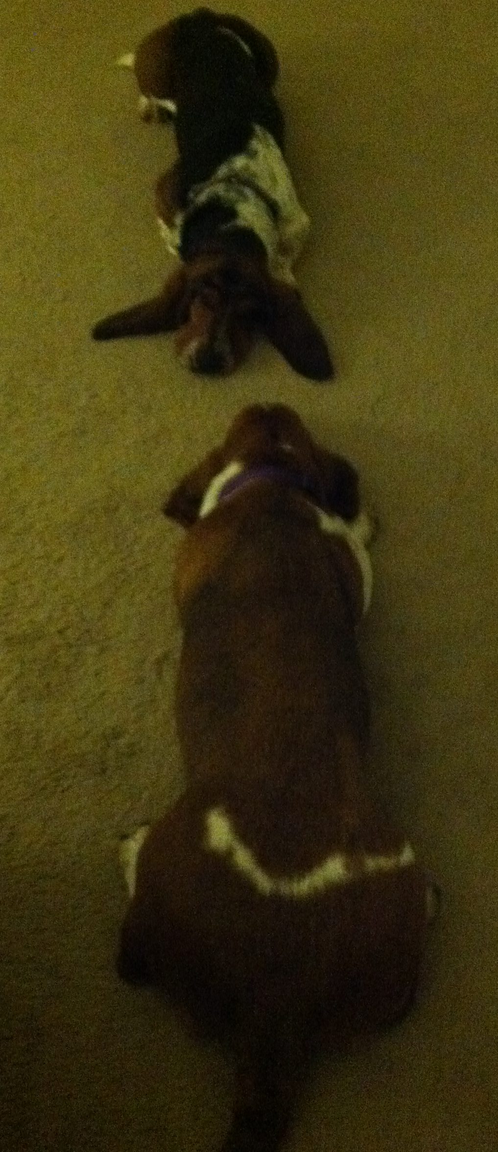 The Story of Lady Barks-a-Lot and Captain Licky, Writing Partners ...