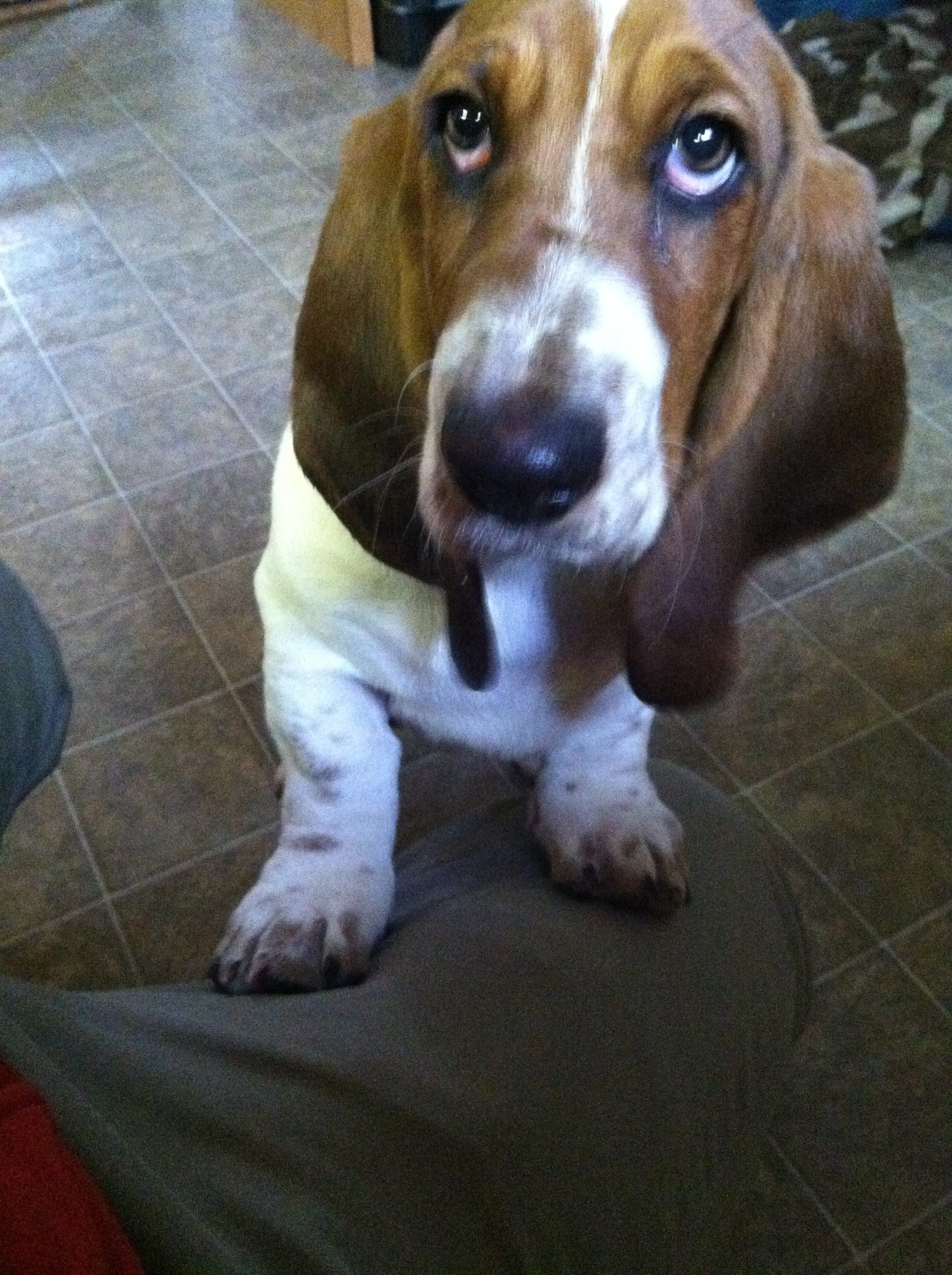 The Story of Lady Barks-a-Lot and Captain Licky, Writing Partners ...